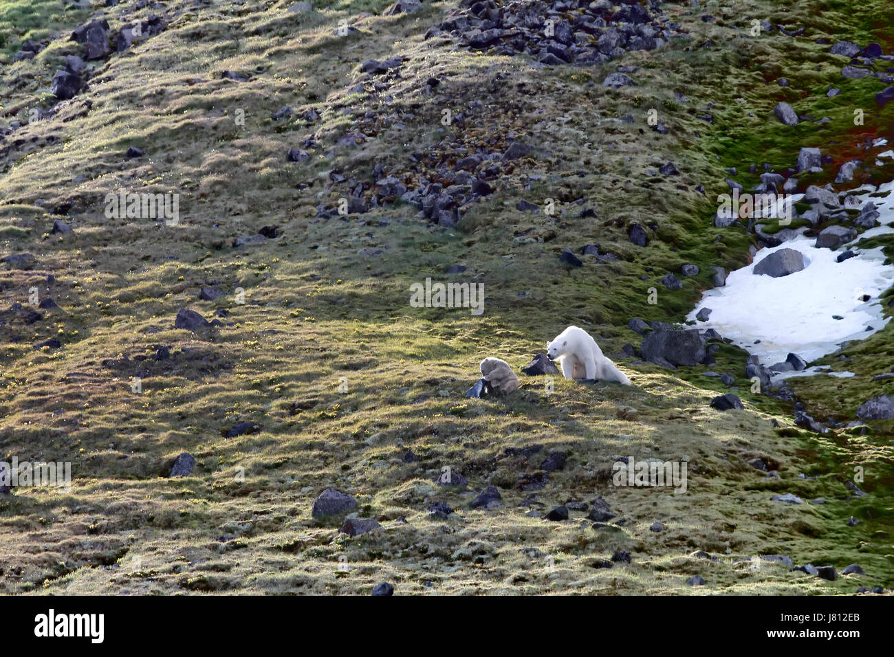 Family of polar bears on Northbrook island (Franz-Josef Land). Cub very ...