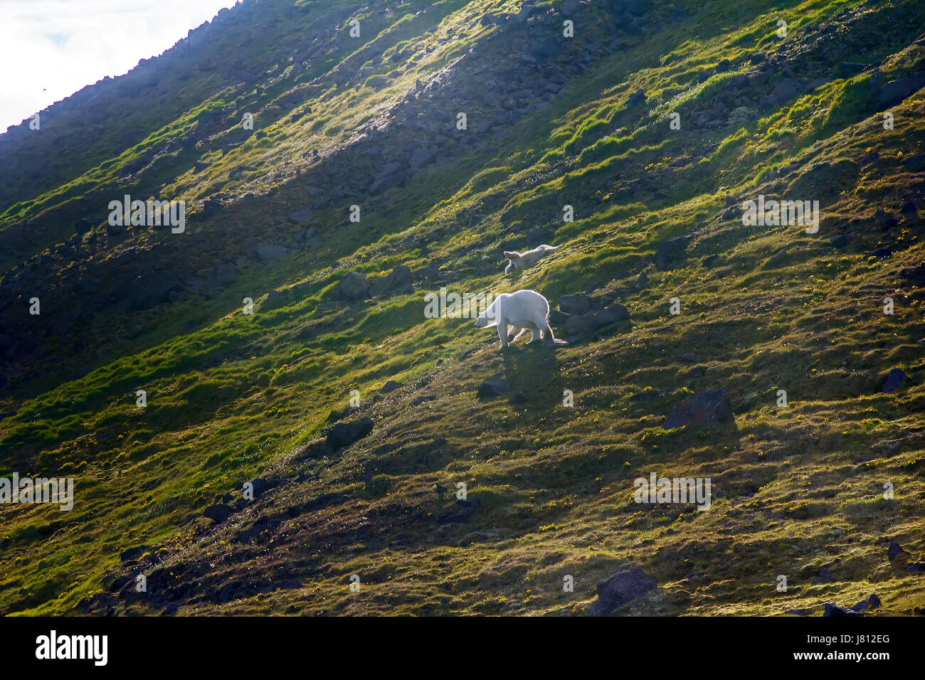 Family of polar bears on Northbrook island (Franz-Josef Land). Cub very ...