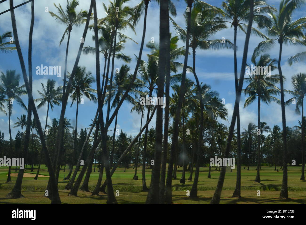 Swaying palms hi-res stock photography and images - Alamy