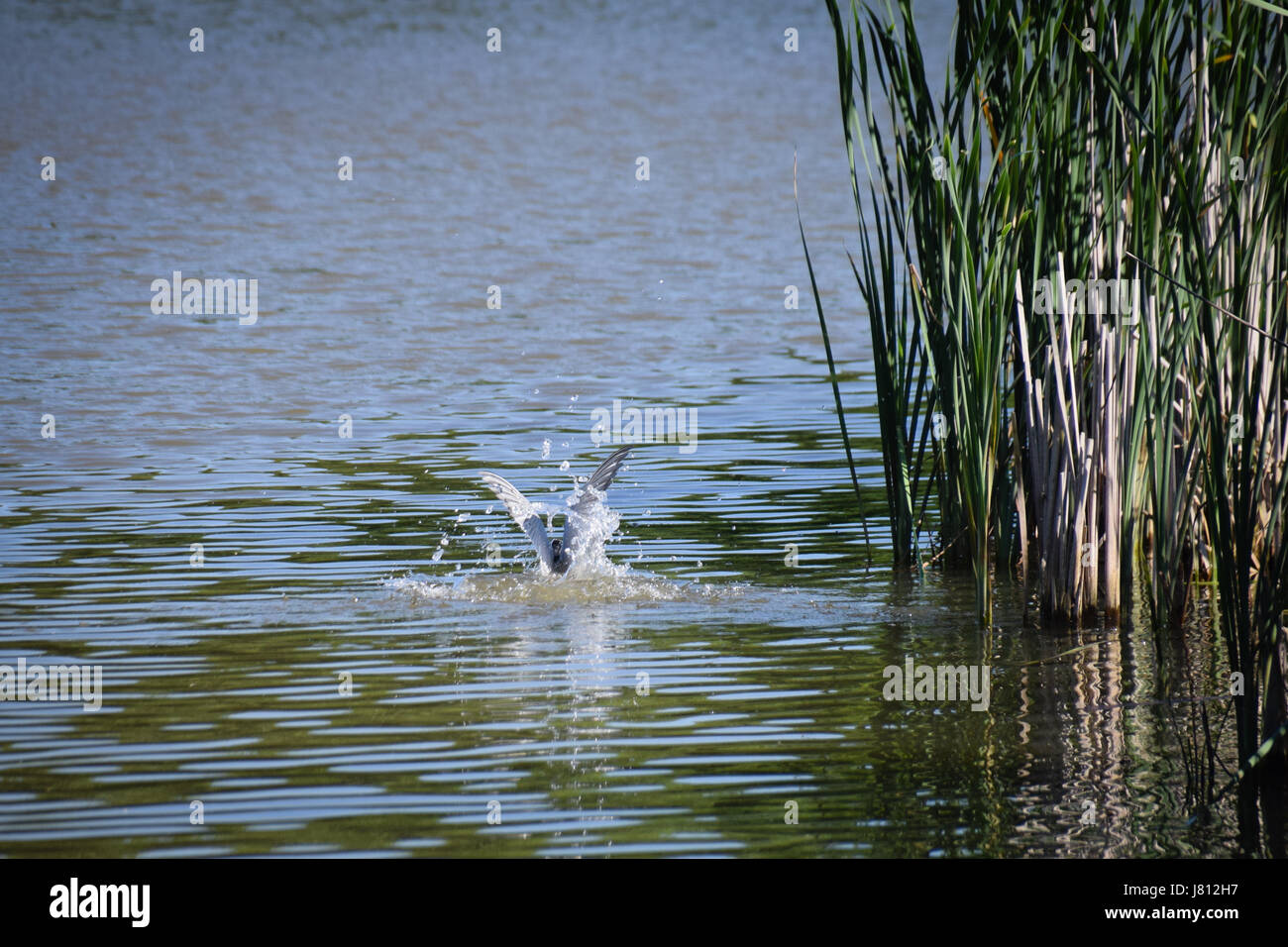 Common tern emerging from a dive into the lake without a fish Stock ...