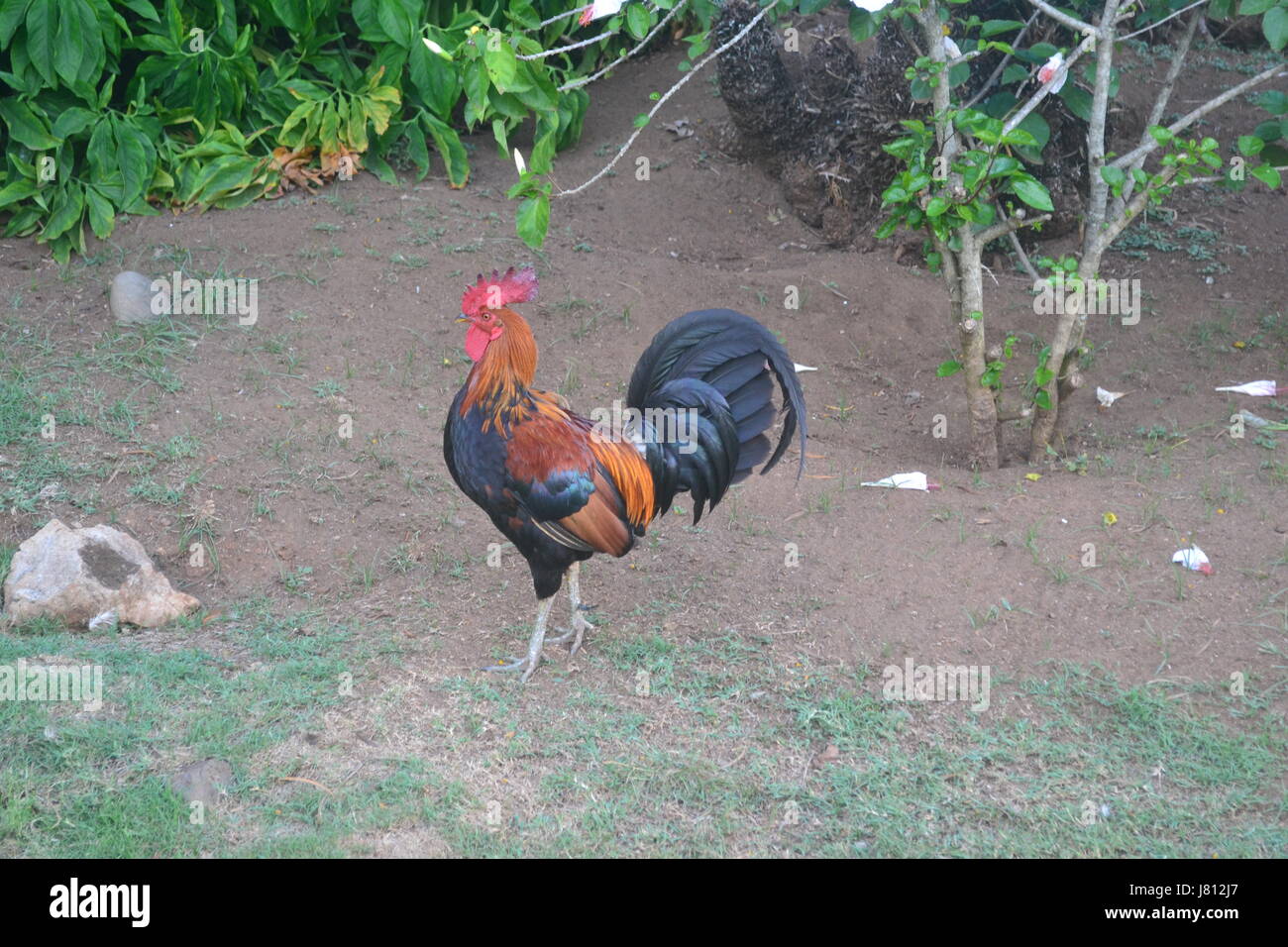 Struting his stuff Stock Photo - Alamy