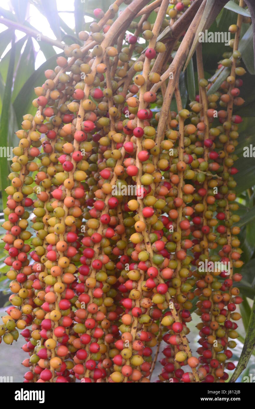 Bead Fruit on a tree Stock Photo - Alamy