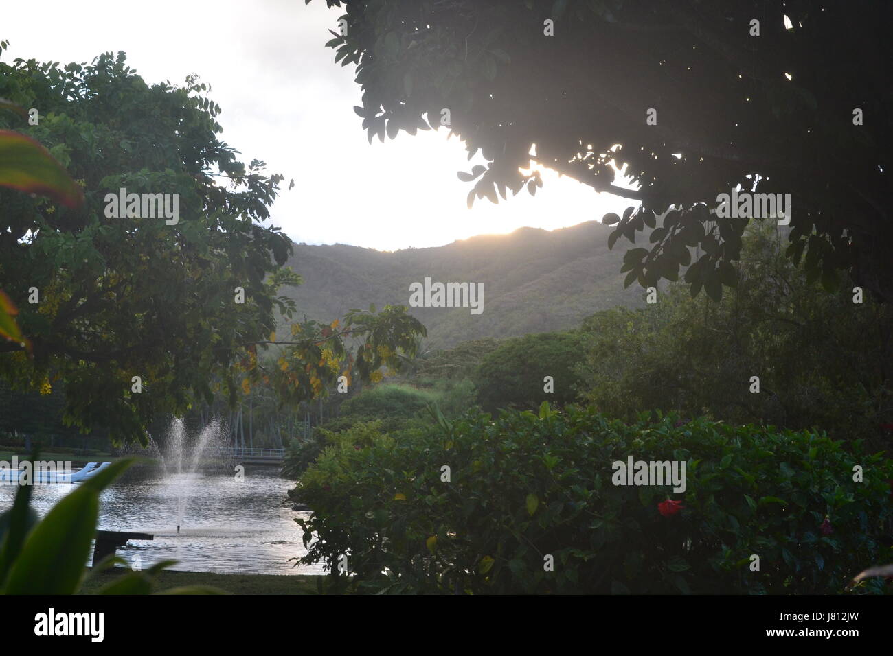 Tropical plants at sunset hi-res stock photography and images - Alamy