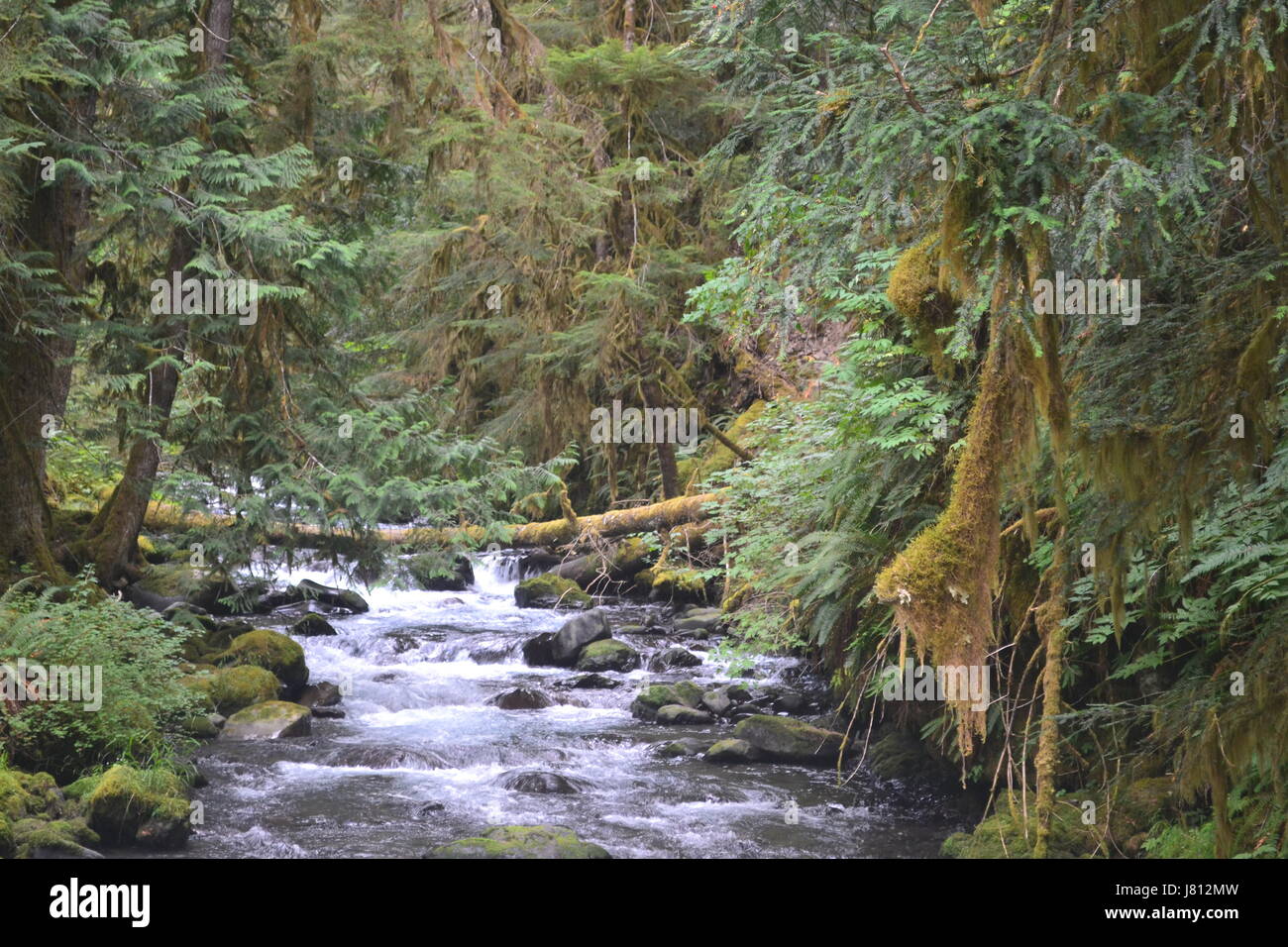 Stream in evergreen rainforest hi-res stock photography and images - Alamy