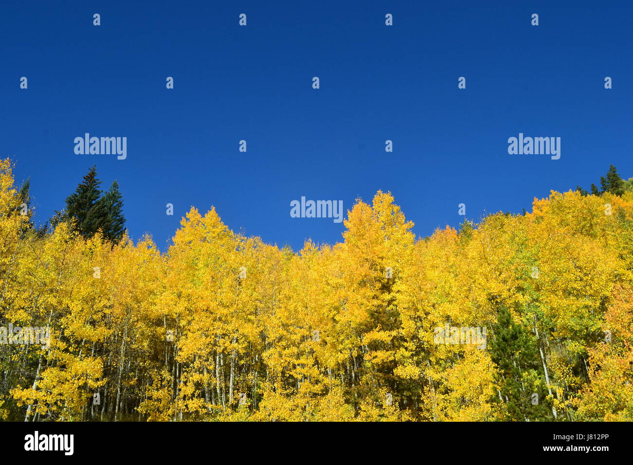 Golden trees hi-res stock photography and images - Alamy