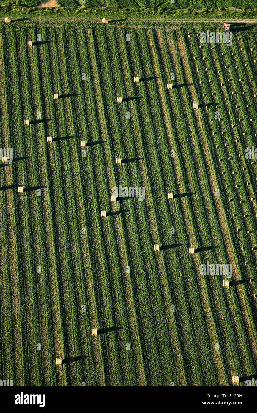 Alfalfa cultivation hi-res stock photography and images - Alamy