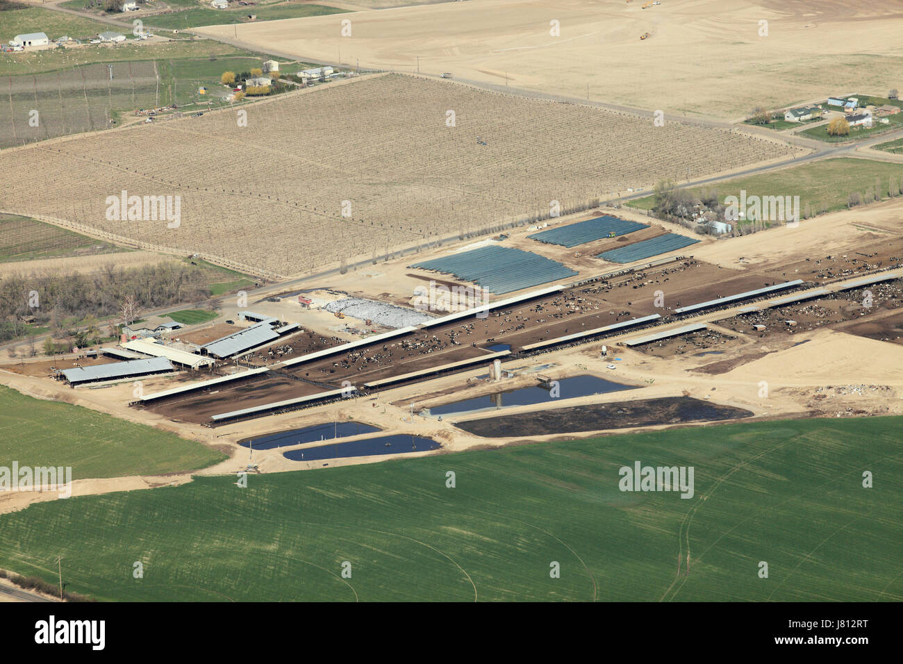 Cattle industrial feed lot hi-res stock photography and images - Alamy