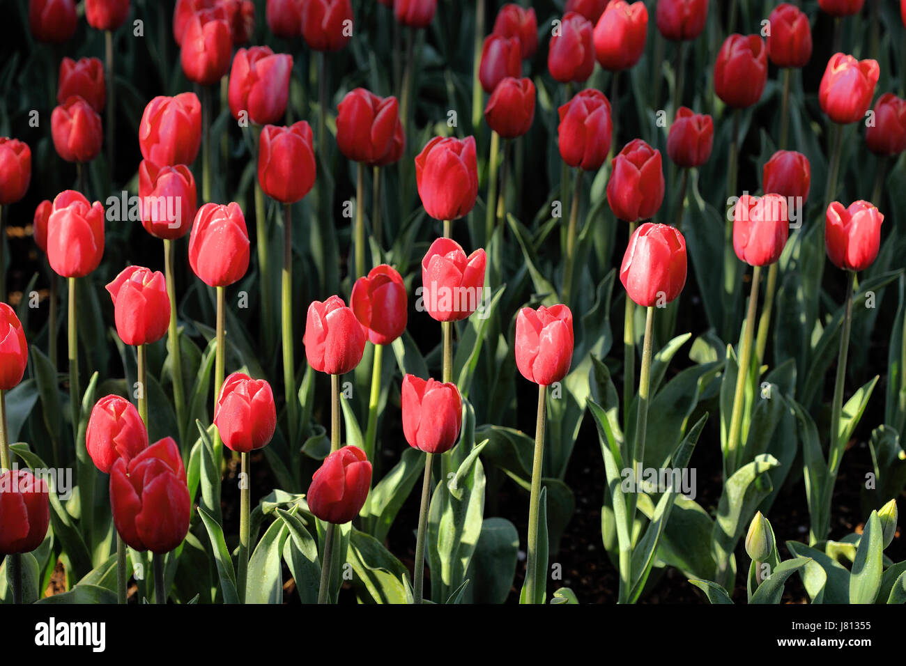Red tulips blooming in garden hi-res stock photography and images - Alamy