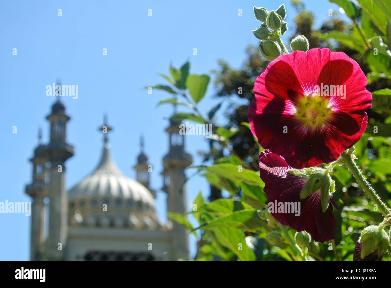 A background with pink mallow flower and blurred Royal Brighton ...