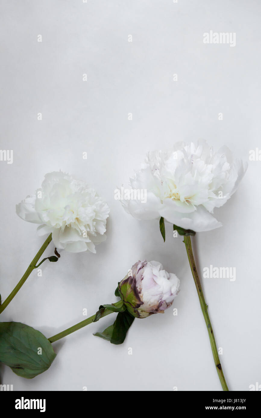three flowers on white background Stock Photo - Alamy
