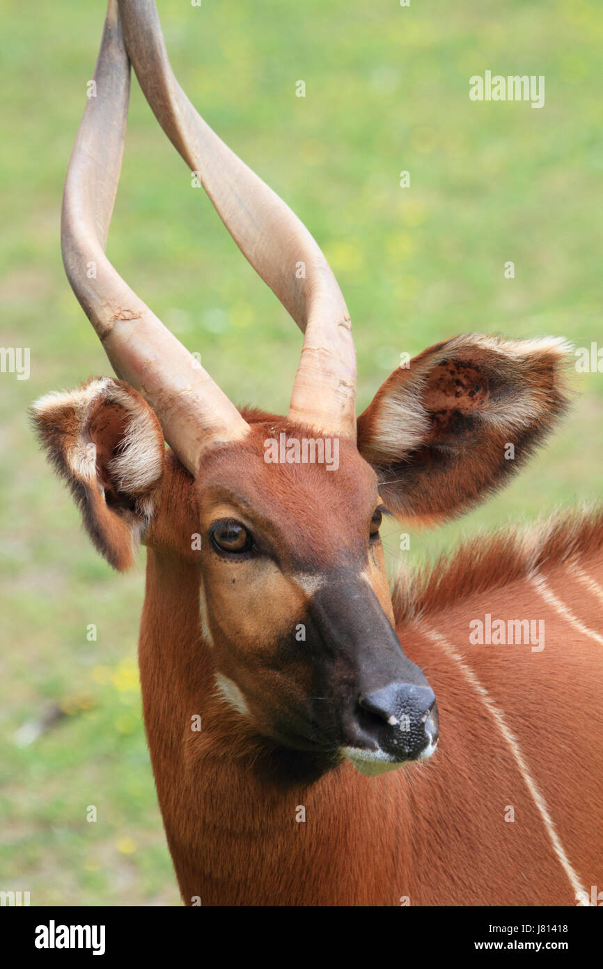 African bongo hi-res stock photography and images - Alamy