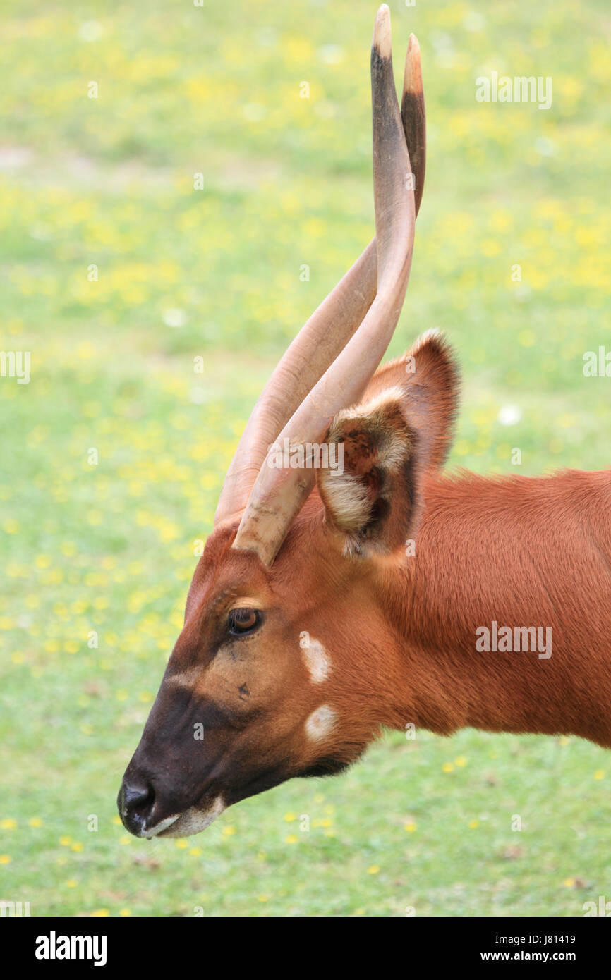 African bongo hi-res stock photography and images - Alamy