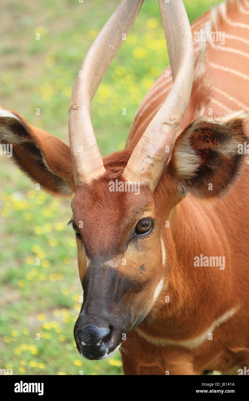 A Bongo, Tragelaphus eurycerus Stock Photo - Alamy