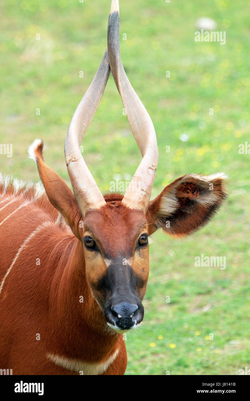 African bongo hi-res stock photography and images - Alamy