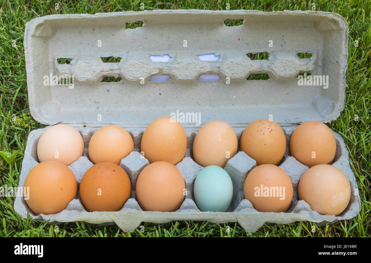Dozen eggs hi-res stock photography and images - Alamy