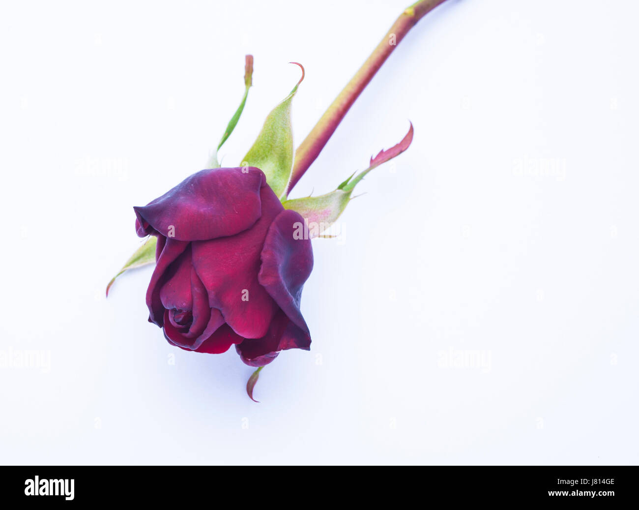 Camp david hybrid tea rose hi-res stock photography and images - Alamy