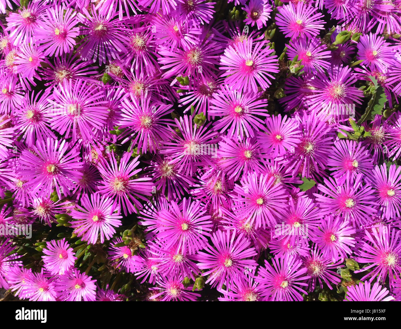 Lampranthus garden hi-res stock photography and images - Alamy