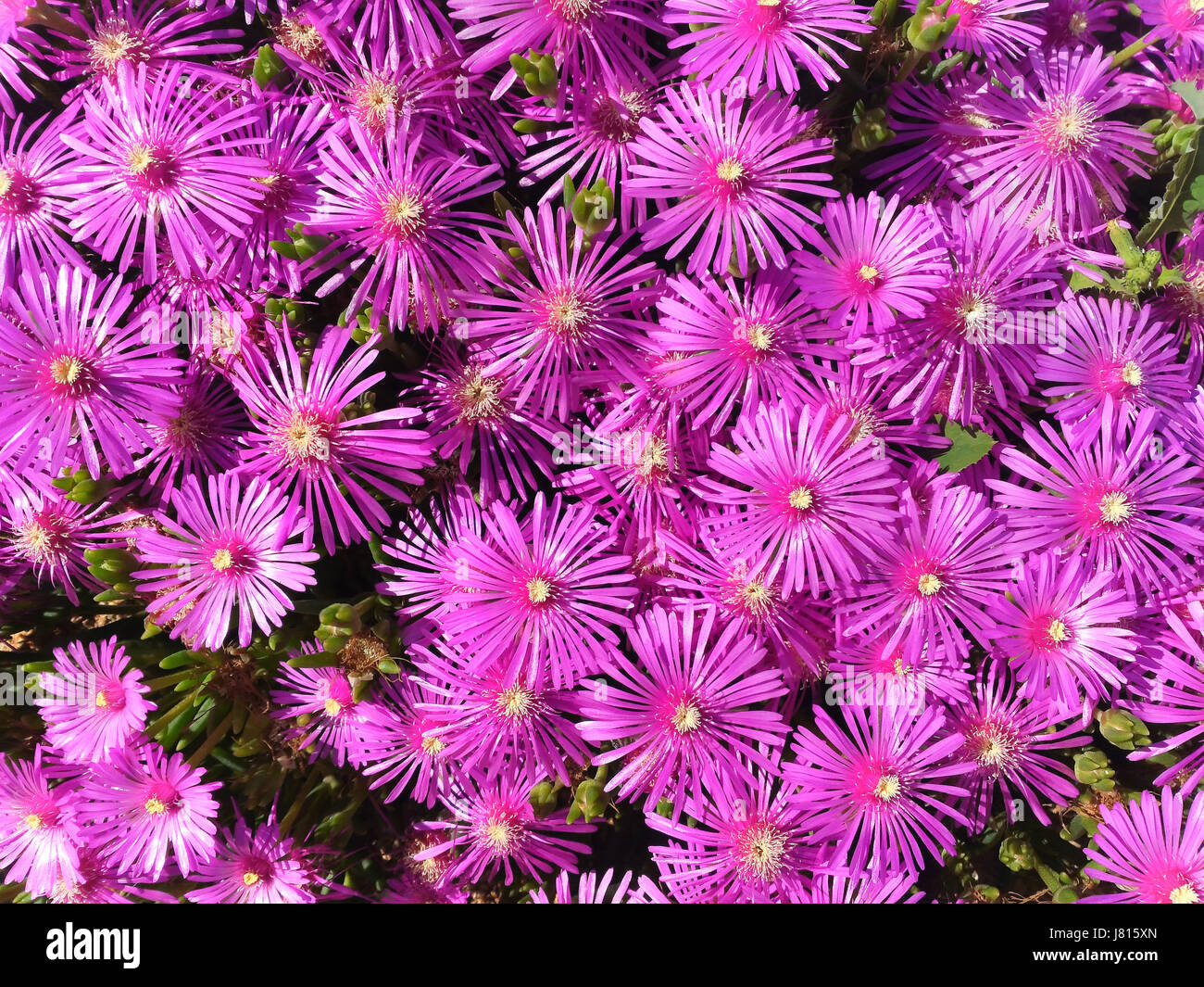 Lampranthus garden hi-res stock photography and images - Alamy