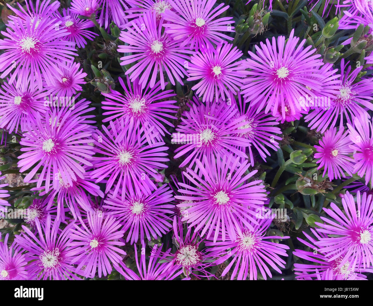 Pink lampranthus ice plant in hi-res stock photography and images - Alamy