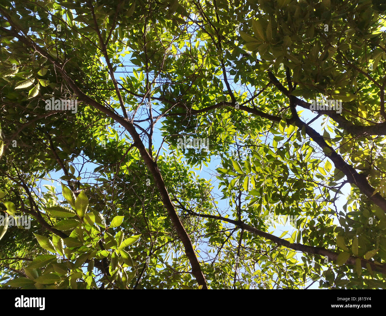 Looking up at tall tree hi-res stock photography and images - Alamy