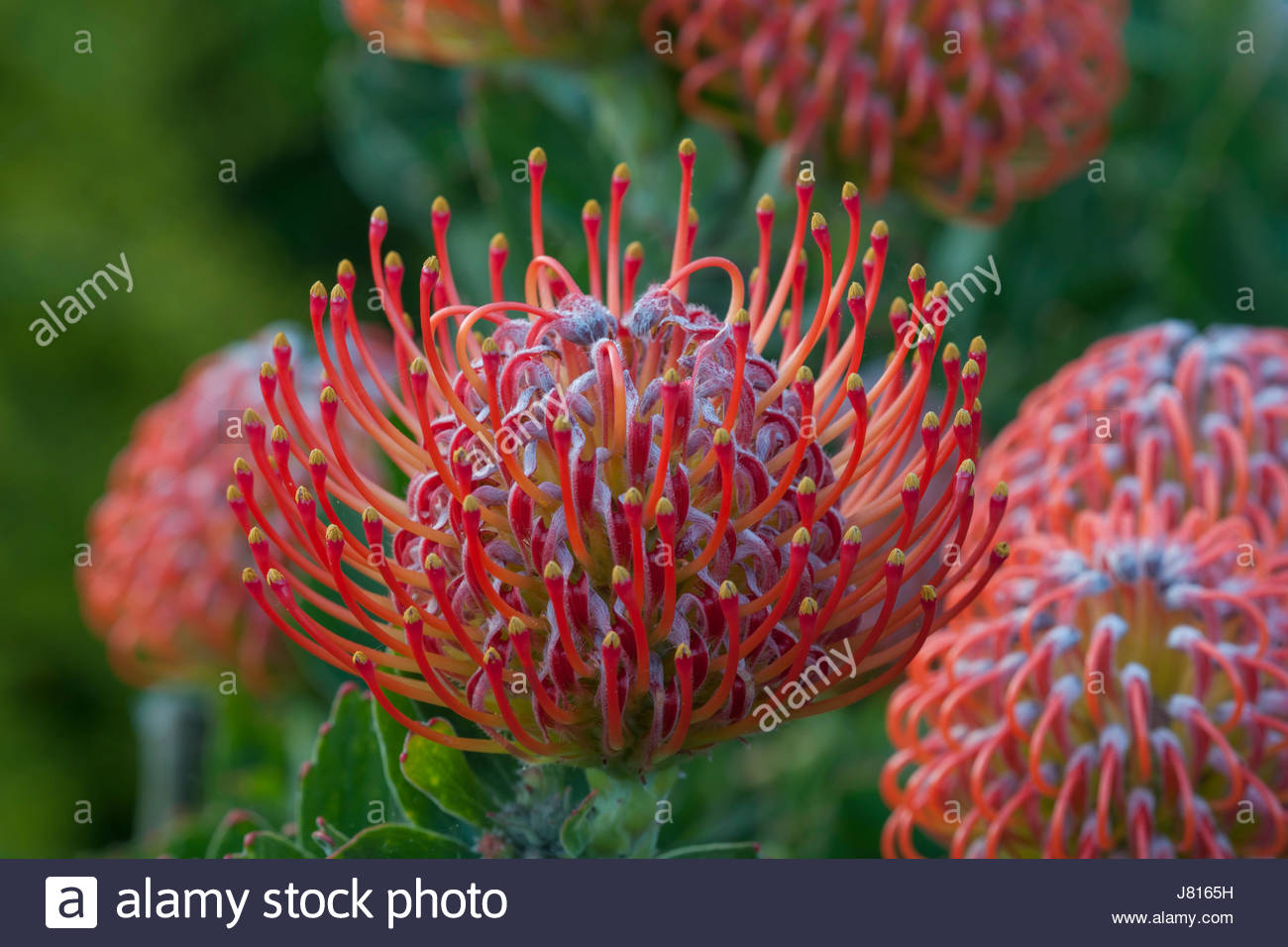 Red Protea Stock Photos & Red Protea Stock Images - Alamy