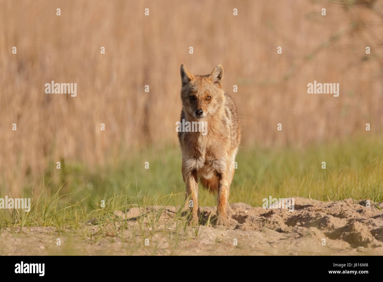 golden jackal (Canis aureus) adult standing in short vegetation, Danube delta, Romania Stock ...