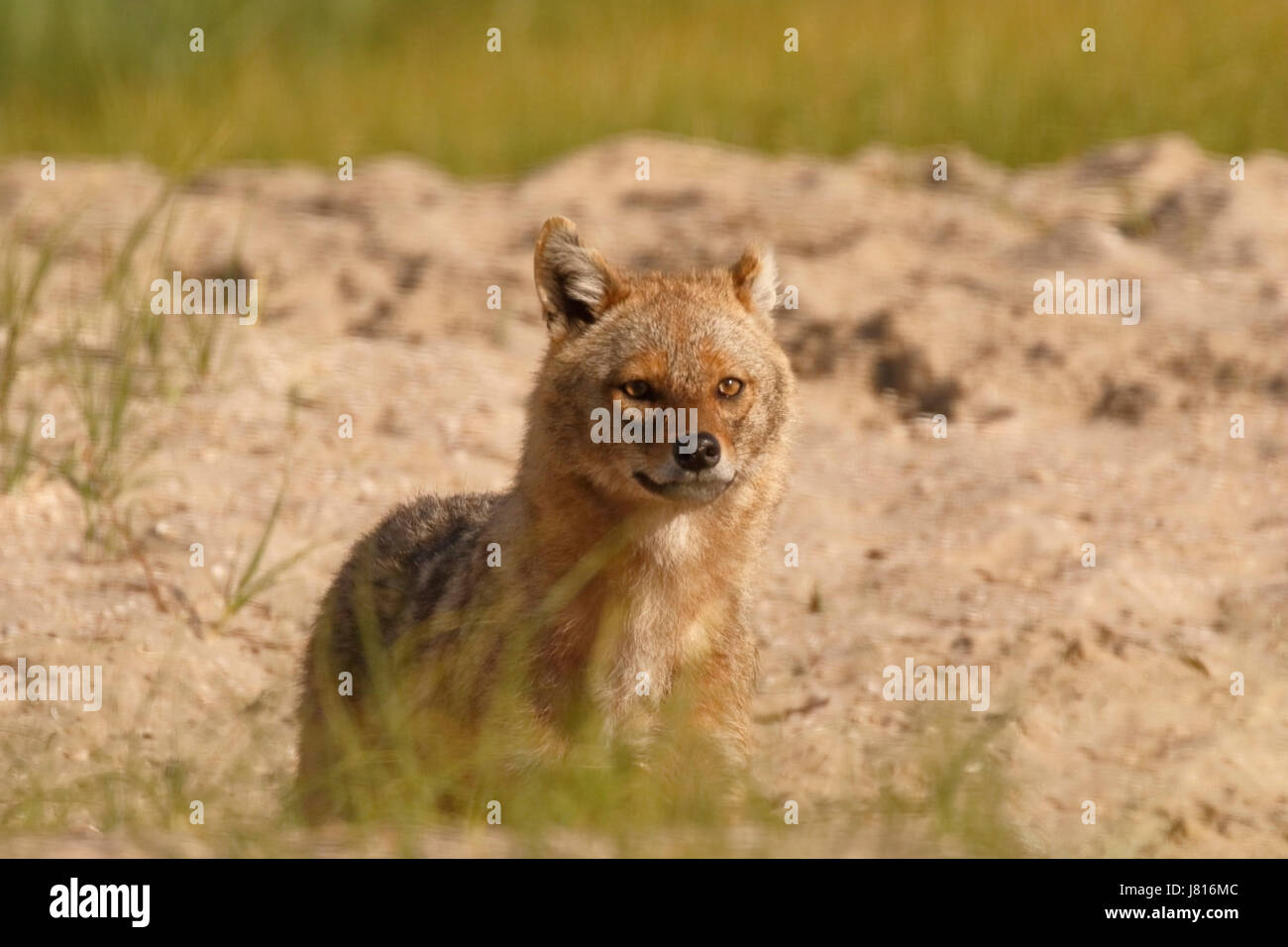 golden jackal (Canis aureus) adult standing in short vegetation, Danube delta, Romania Stock ...