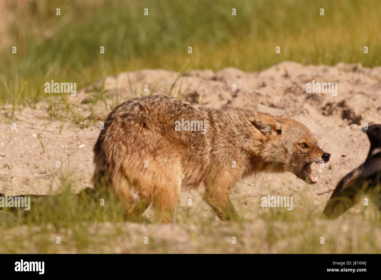 golden jackal (Canis aureus) adult in aggressive behaviour chasing crow in grassland, Danube ...