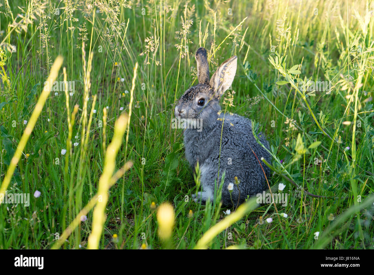 Chinchilla rabbit hi-res stock photography and images - Alamy
