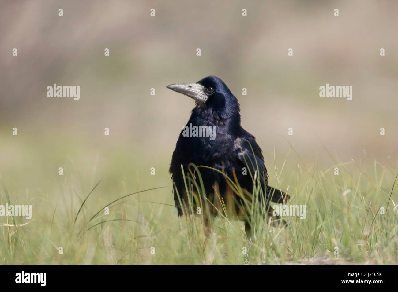 Rookery crow hi-res stock photography and images - Alamy
