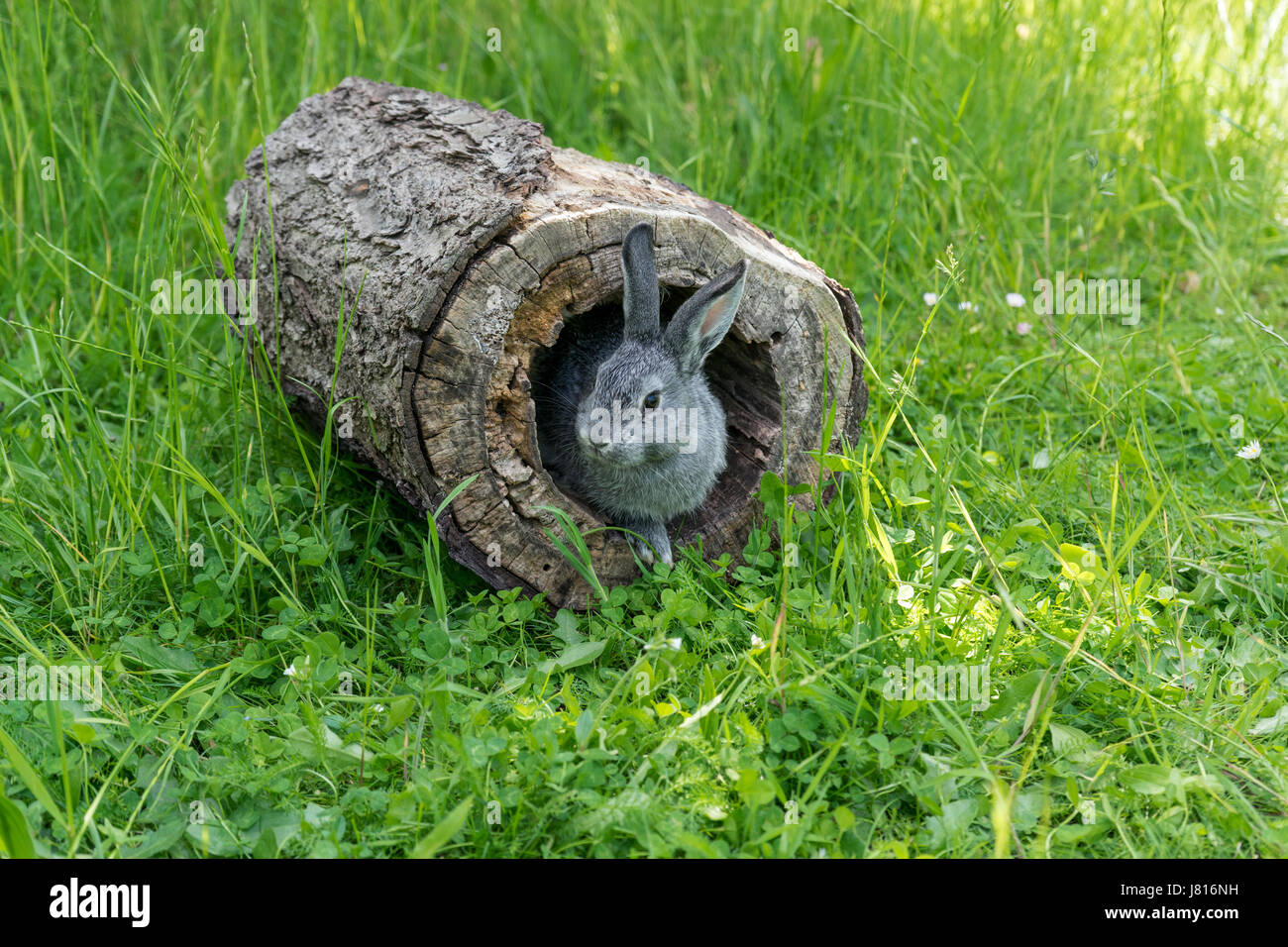 Tree hiding place hi-res stock photography and images - Alamy