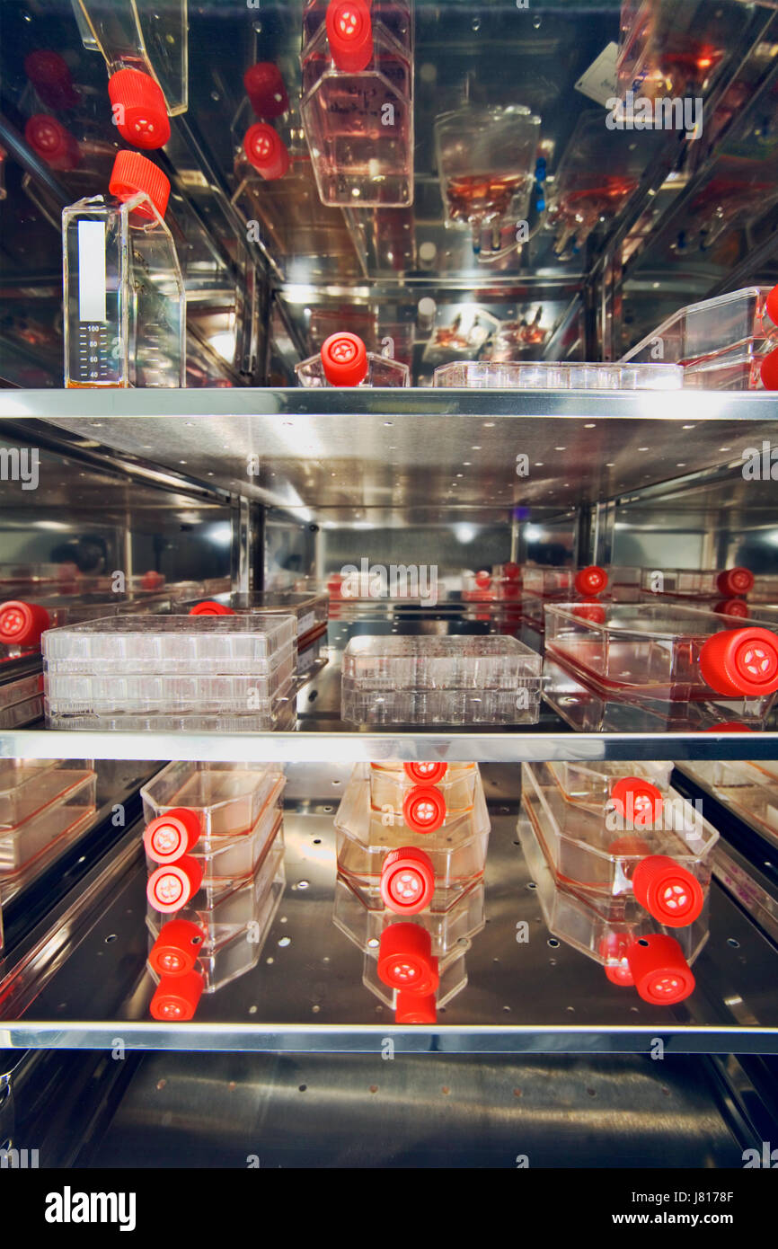 An incubator in a bio-science research unit holds cultures of stem ...