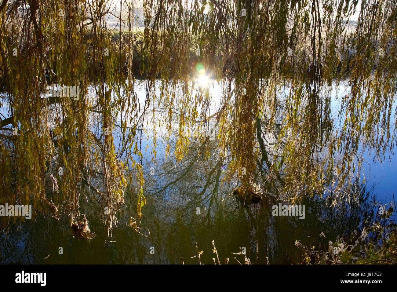 Willow tree hanging over a river, Bedfordshire, England Stock Photo - Alamy