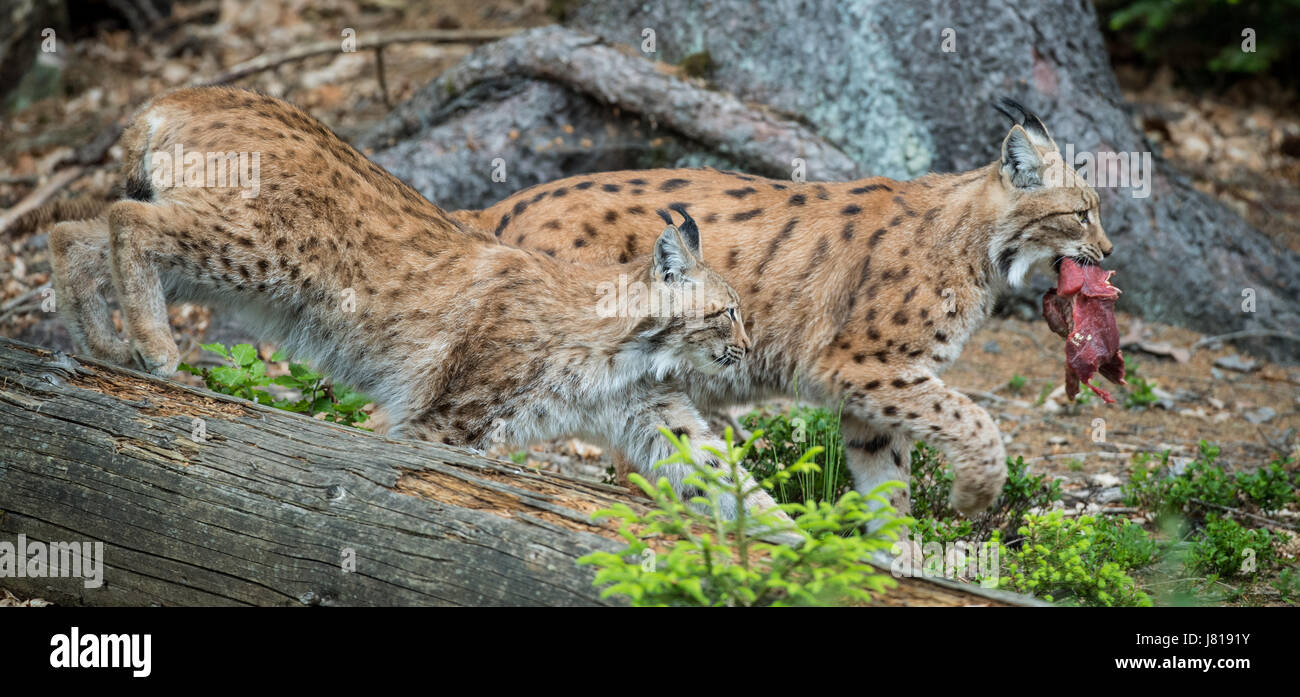 Ludwigsthal, Germany. 24th May, 2017. A Eurasian lnyx (Lyny lynx) with ...