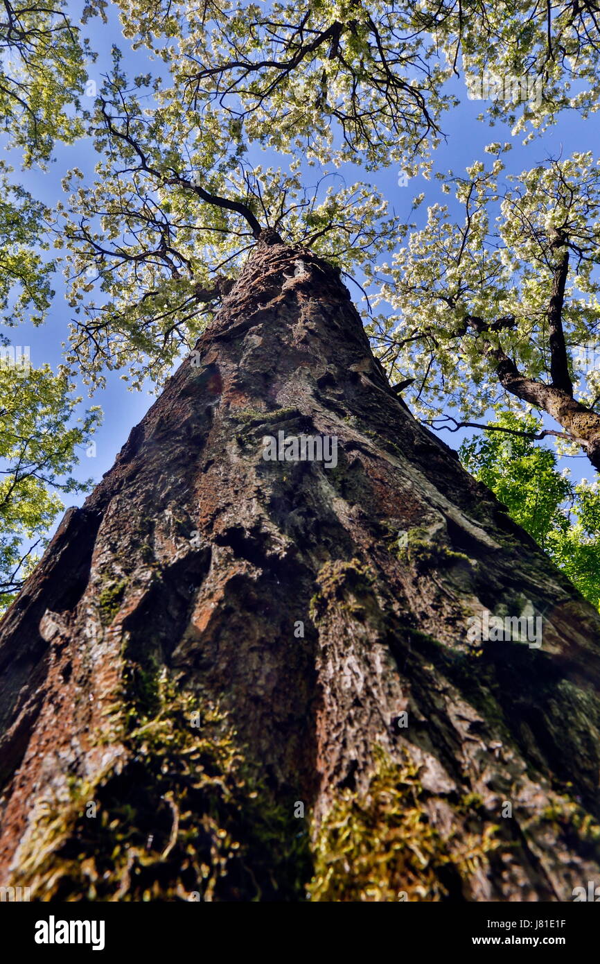 Shittah Tree High Resolution Stock Photography and Images - Alamy