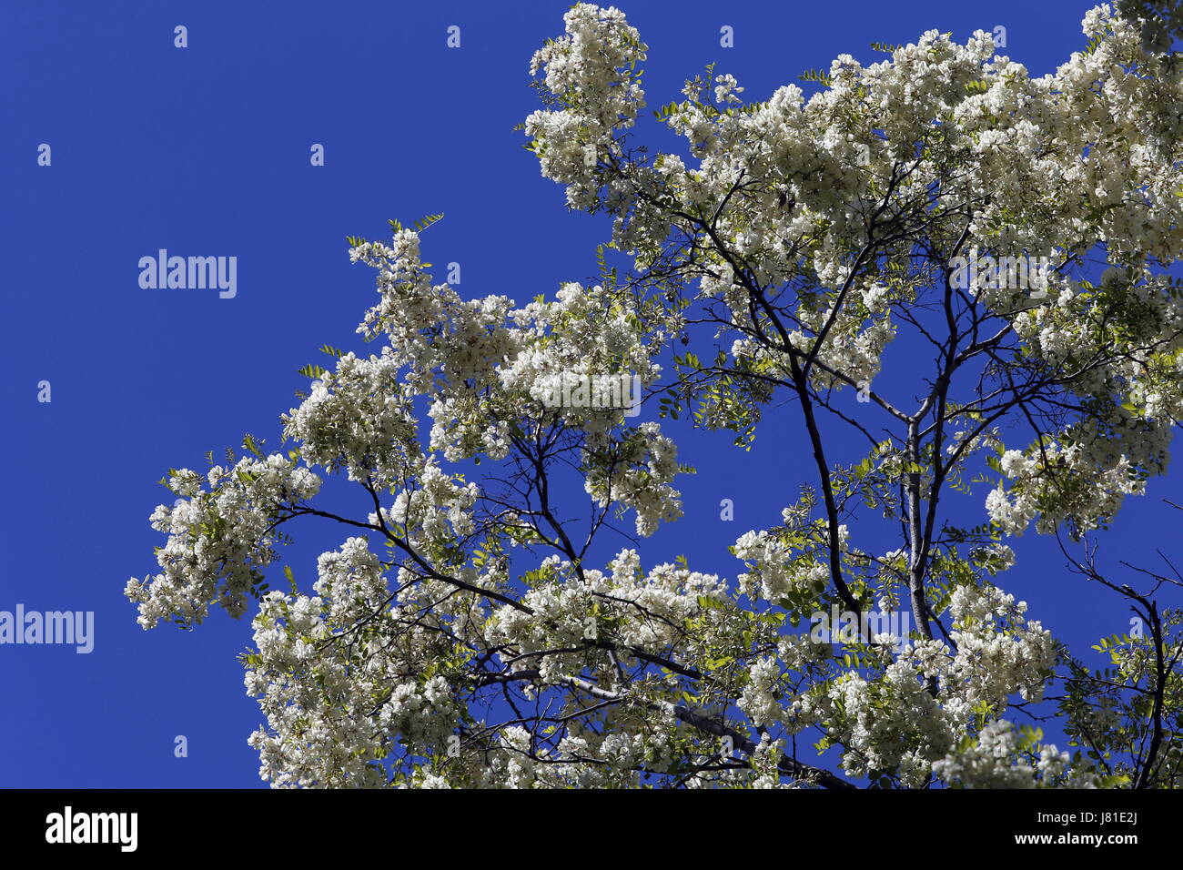 Shittah Tree High Resolution Stock Photography and Images - Alamy