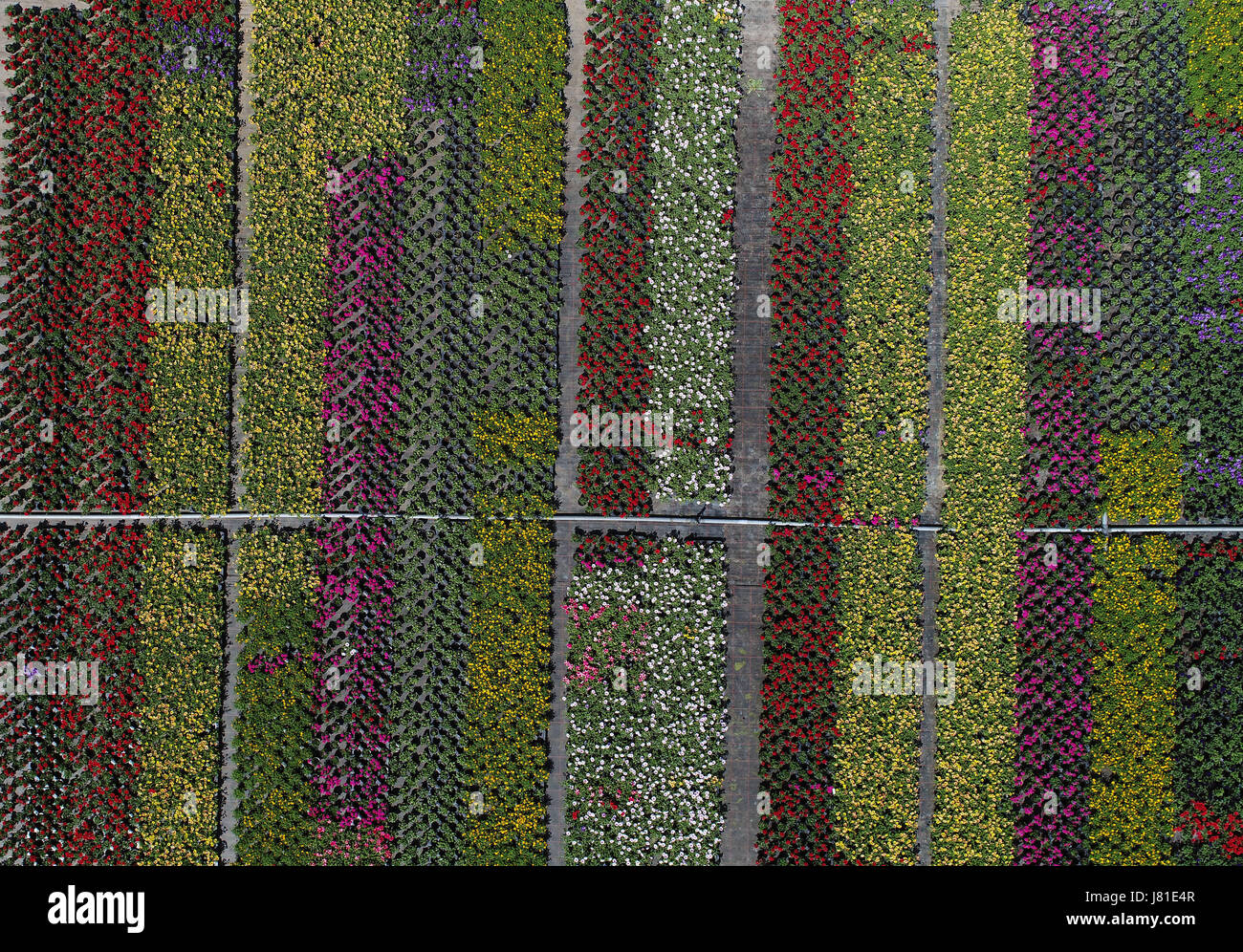 Duesseldorf, Germany. 26th May, 2017. Fields of flowers of the ...