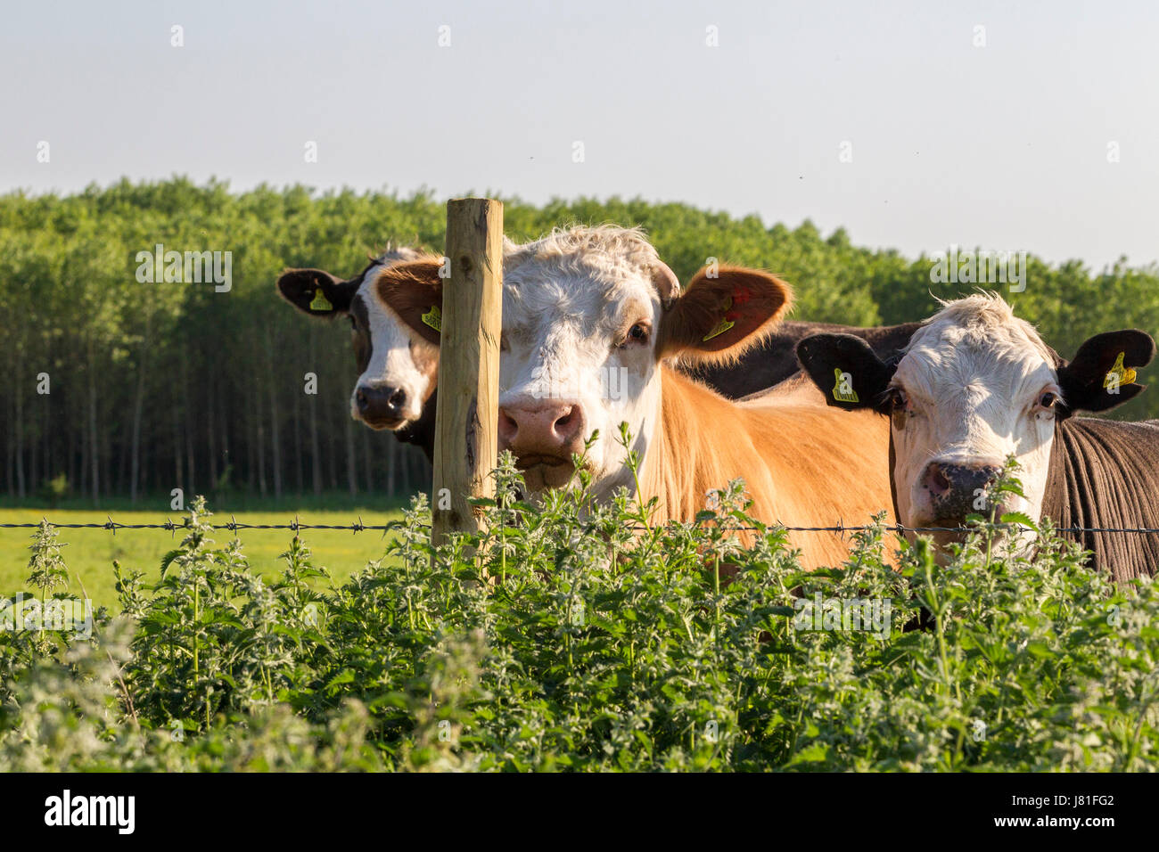 Cows looking over fence hi-res stock photography and images - Alamy