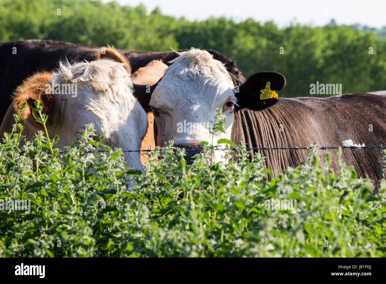 Cows looking over a hedge hi-res stock photography and images - Alamy