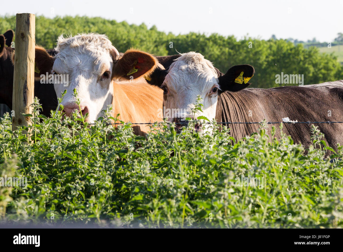 Cows looking over a hedge hi-res stock photography and images - Alamy