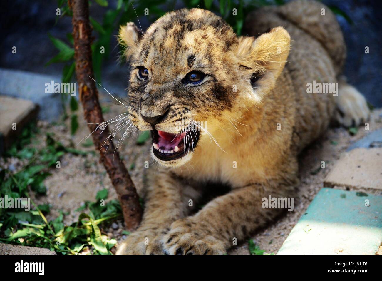 Lion triplets hi-res stock photography and images - Alamy