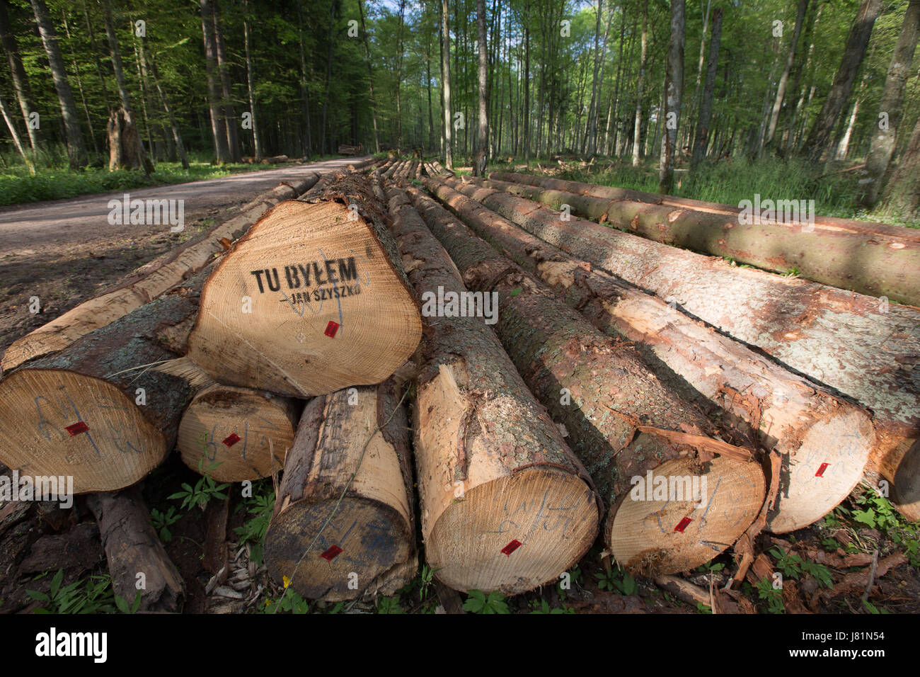 A Greenpeace campaign has left many logged trees with spray painted ...