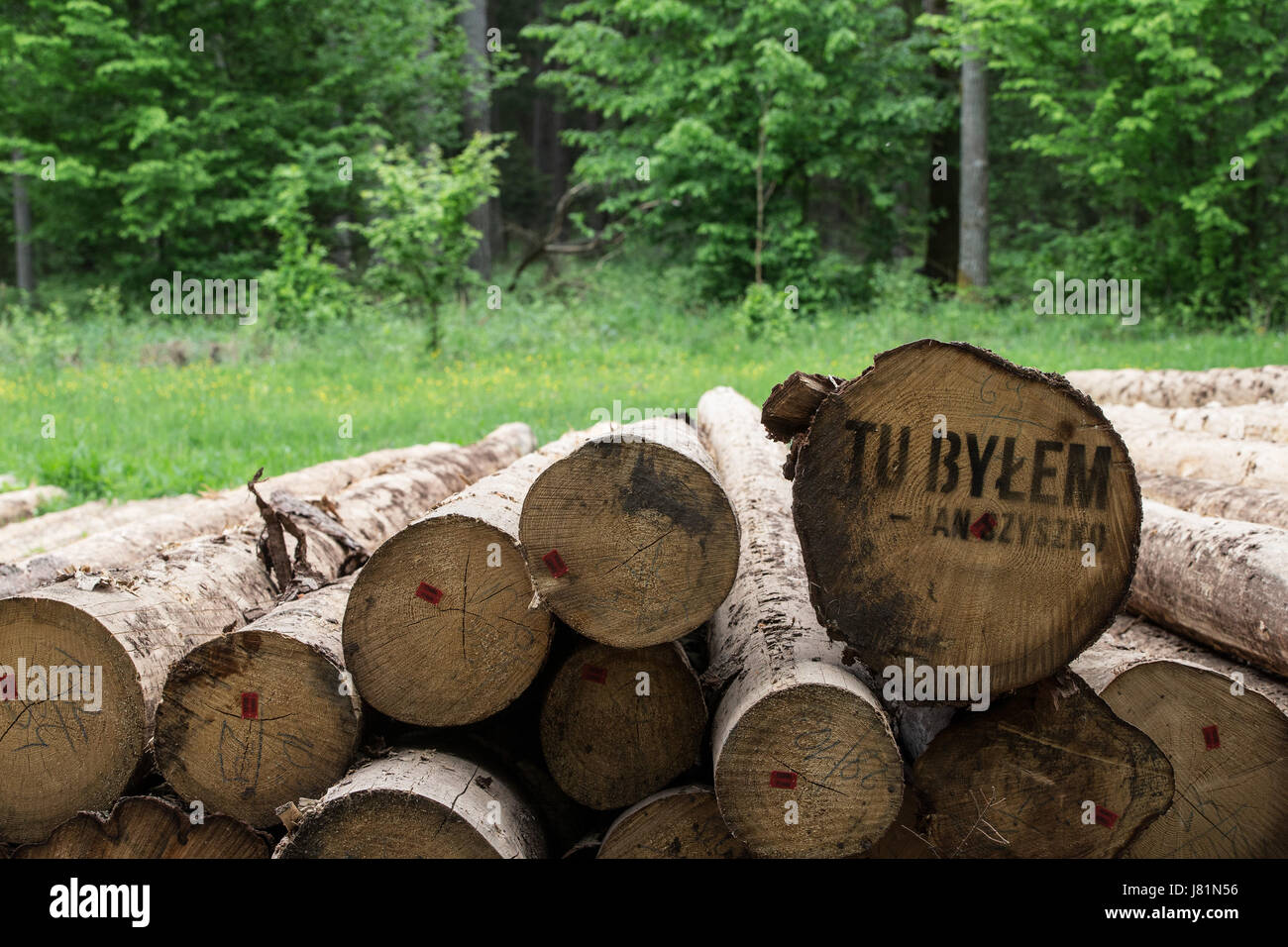 A Greenpeace campaign has left many logged trees with spray painted ...