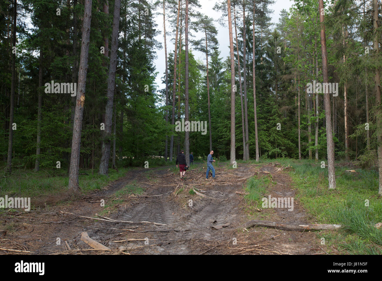 Journalists inspect the impact of the ongoing large-scale logging in ...