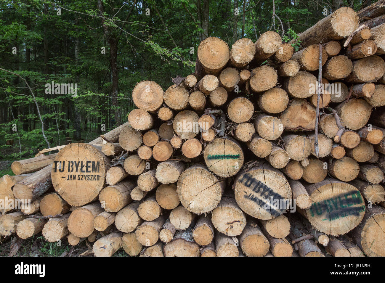 A Greenpeace campaign has left many logged trees with spray painted ...
