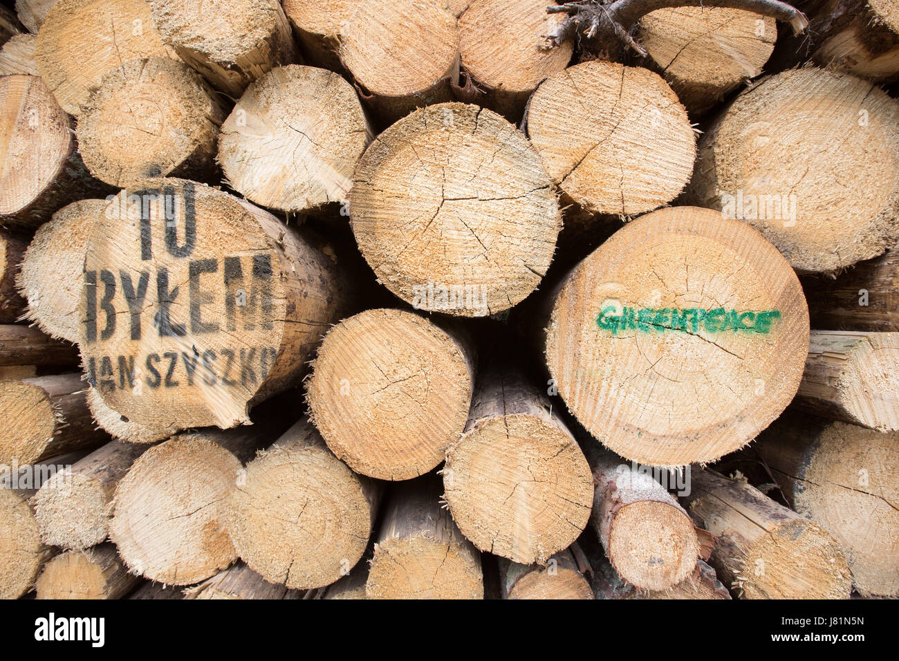 A Greenpeace campaign has left many logged trees with spray painted ...