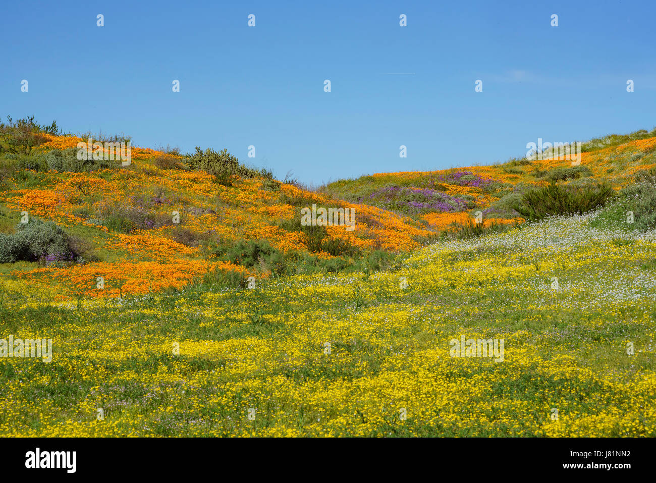 Lots of wild flower blossom (Bitterweed and Poppy) at Diamond Valley ...