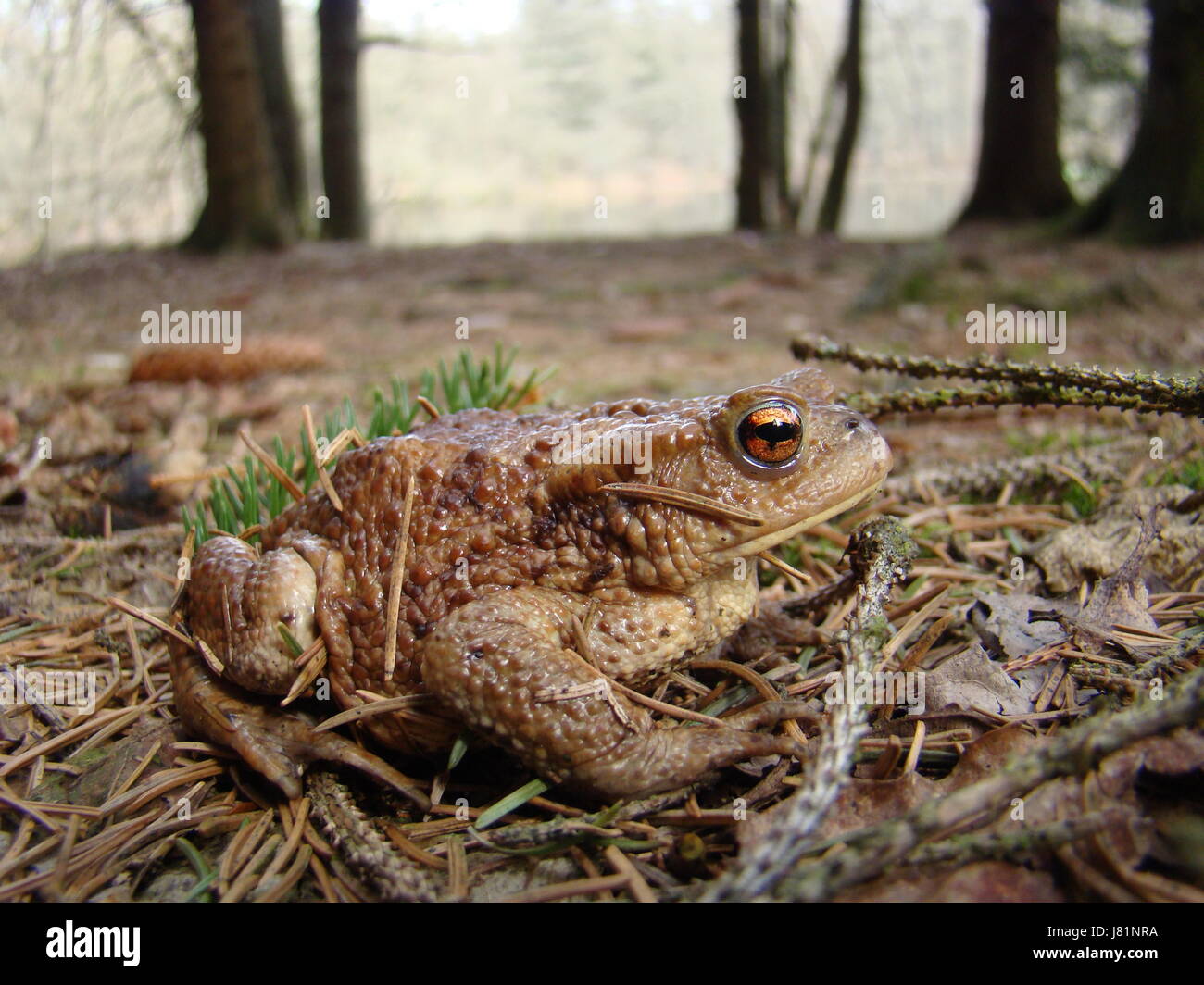 Amphibienwanderung hi-res stock photography and images - Alamy