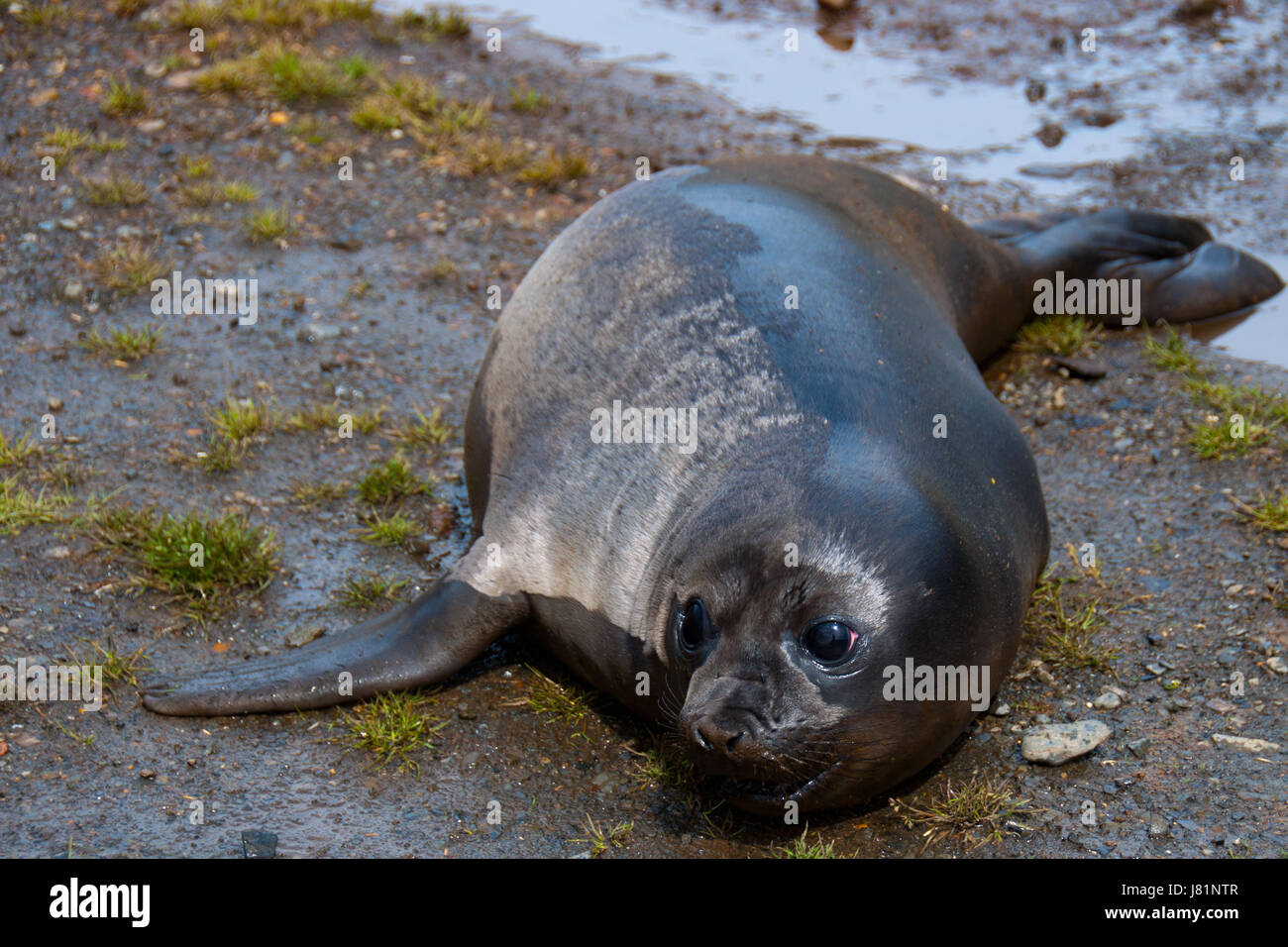 protected sheltered female animal wild eyes horizontal colony mammals ...
