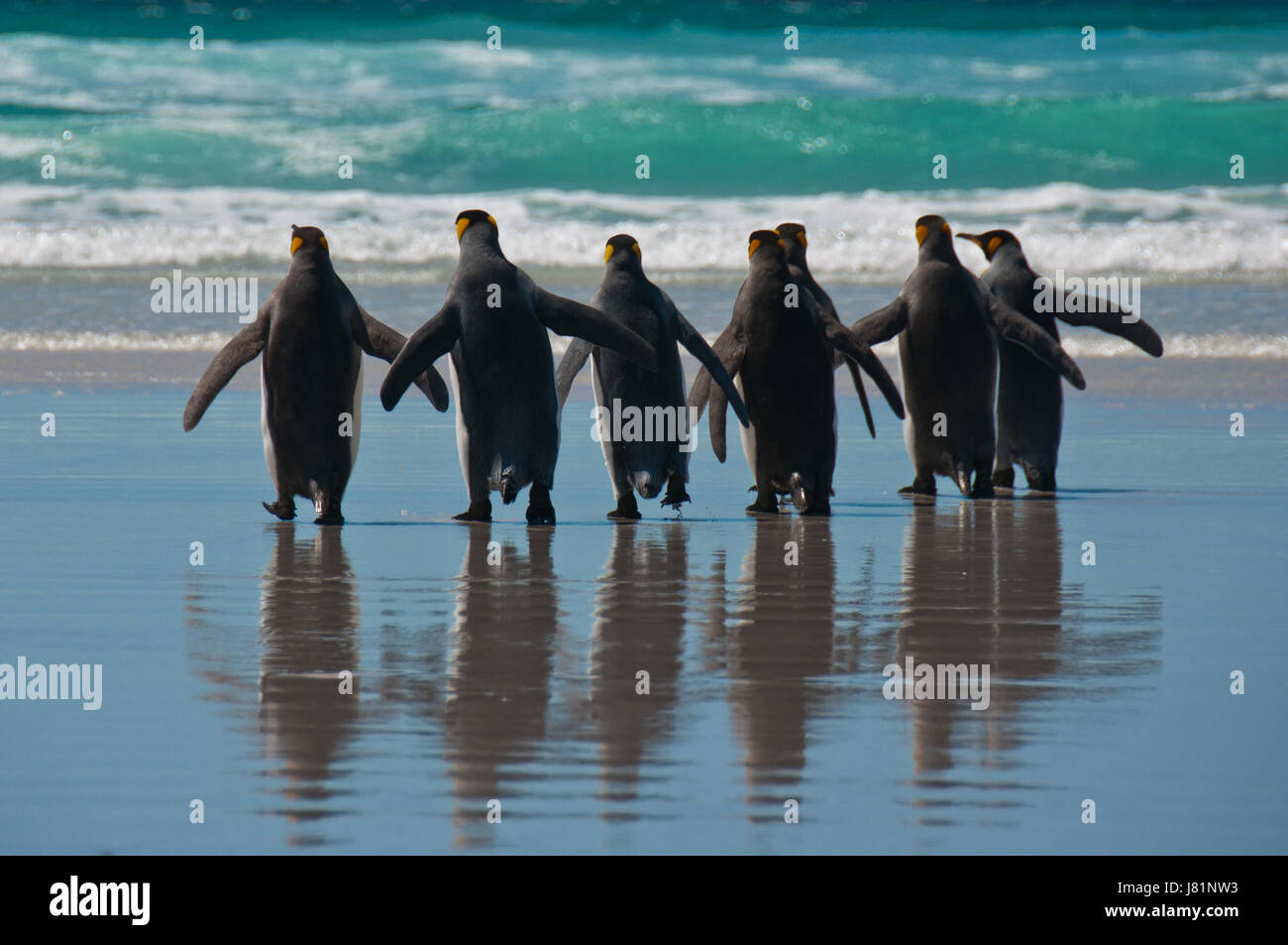 penguins beach seaside the beach seashore birds wildlife seven ...